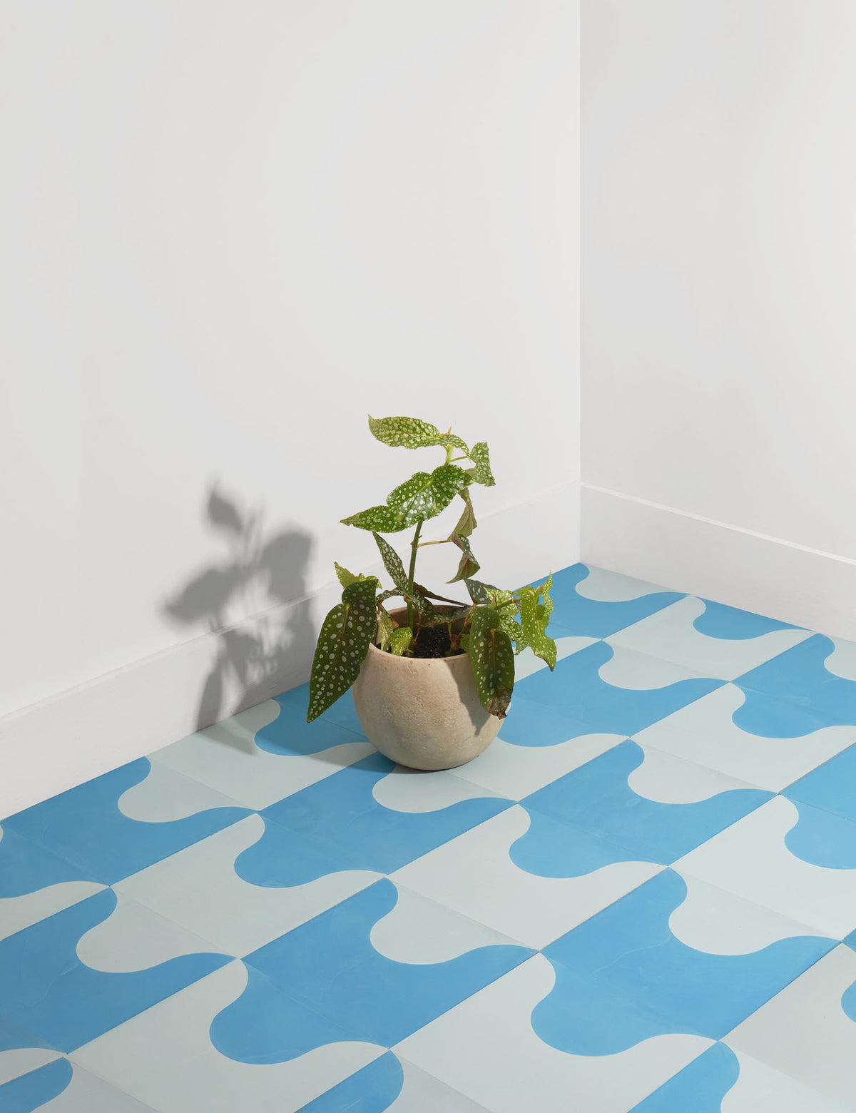 Doozie Wave Powder - Aimée Wilder